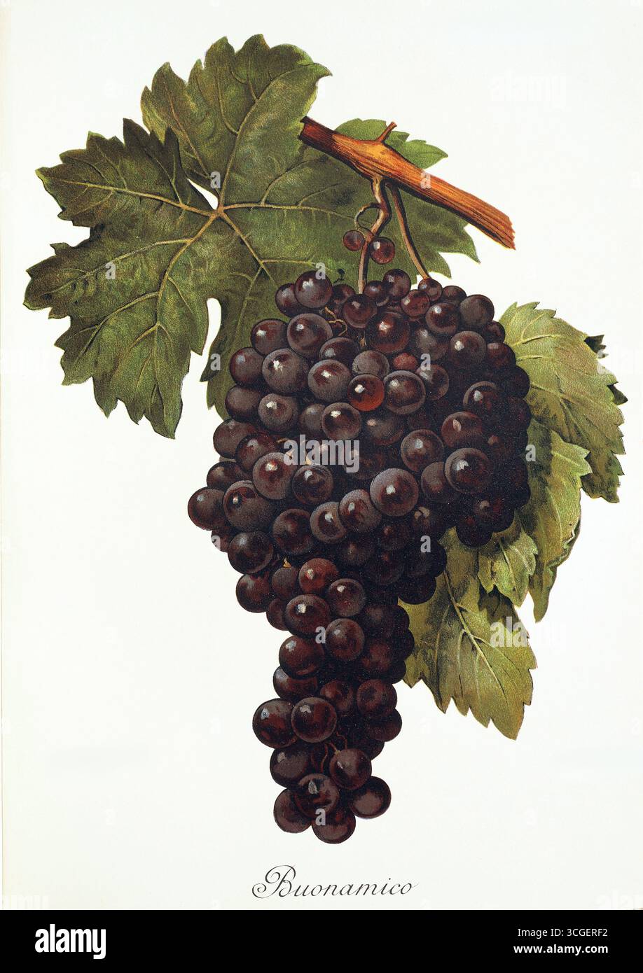Ampelograhie, grape variety science, oenology, viticulture, grape, vine ...