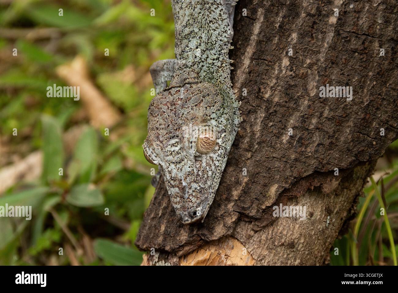 Geco de cola plana hi-res stock photography and images - Alamy