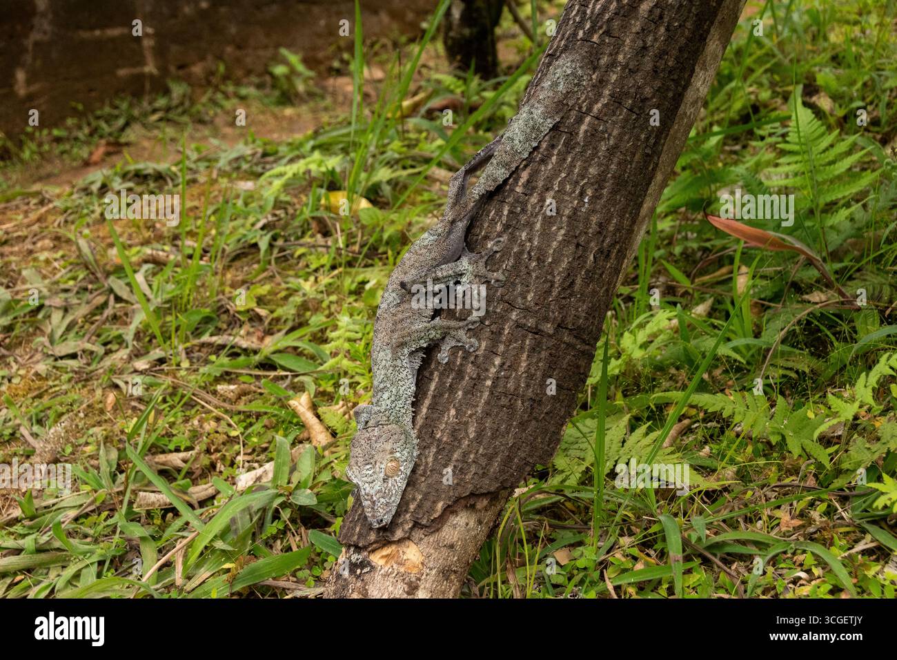Geco de cola plana hi-res stock photography and images - Alamy