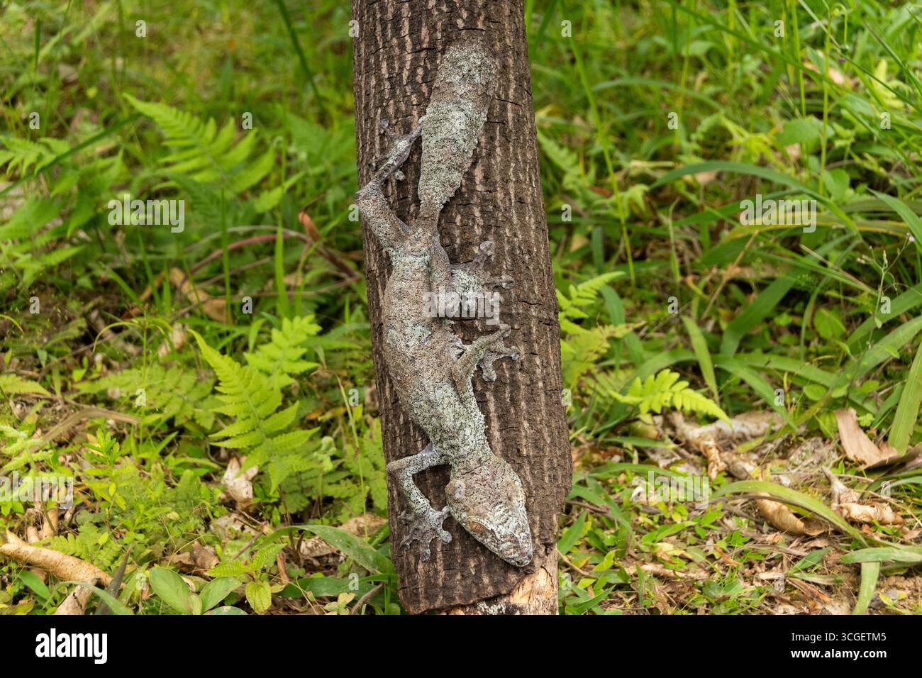 Geco de cola plana hi-res stock photography and images - Alamy