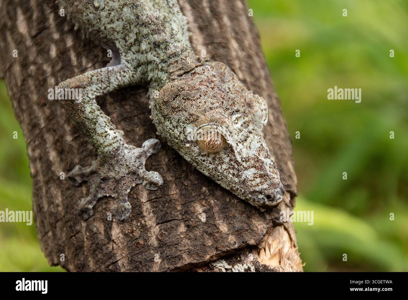 Geco de cola plana hi-res stock photography and images - Alamy