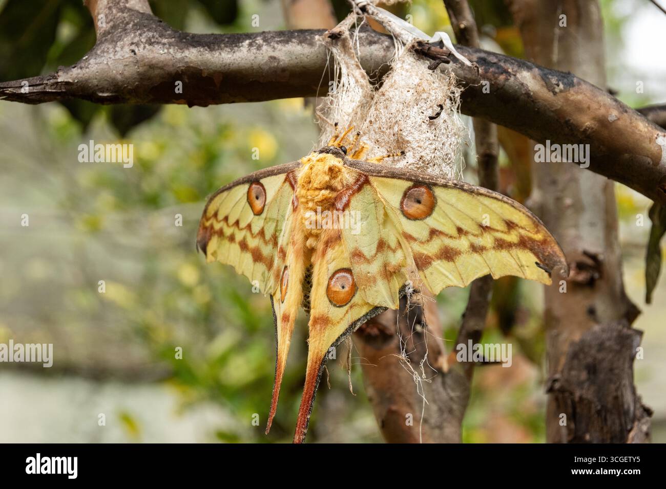 Cometa Mariposa Hi Res Stock Photography And Images Alamy