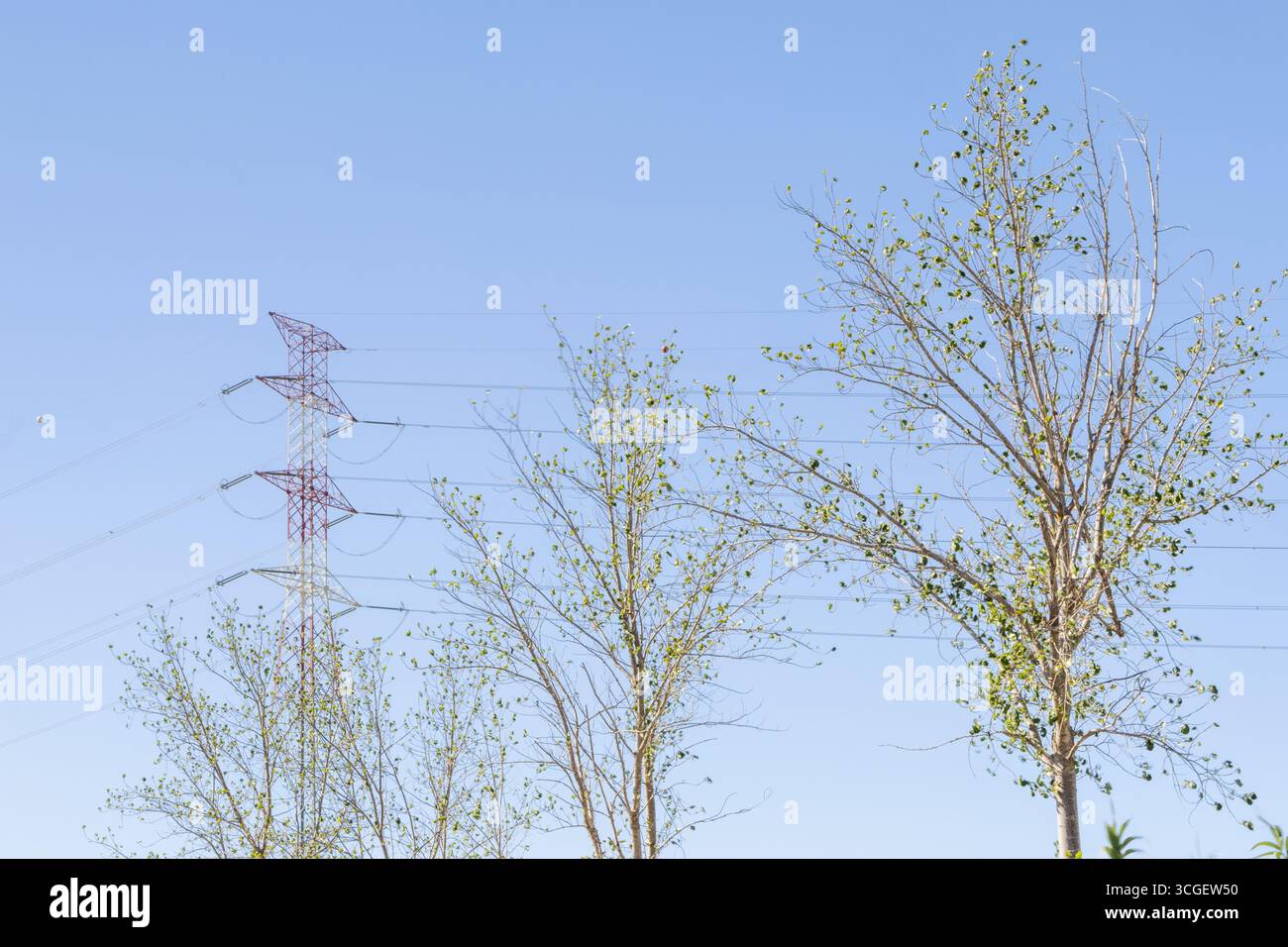 Metal electricity pylon rising above young trees with new leaves ...