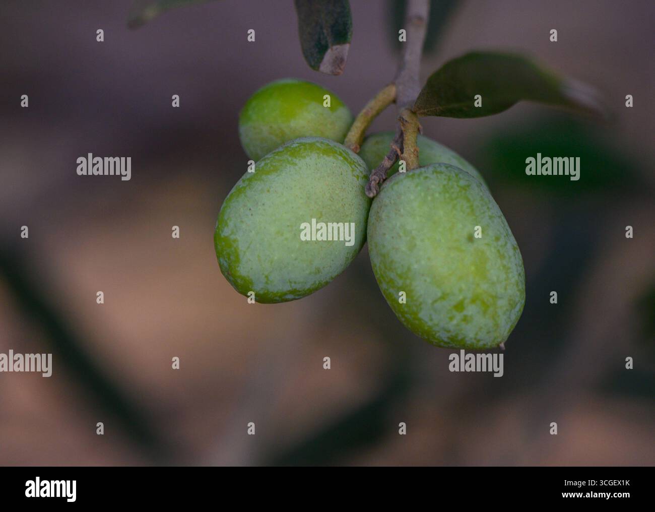 Olive fruits cyprus hi-res stock photography and images - Alamy