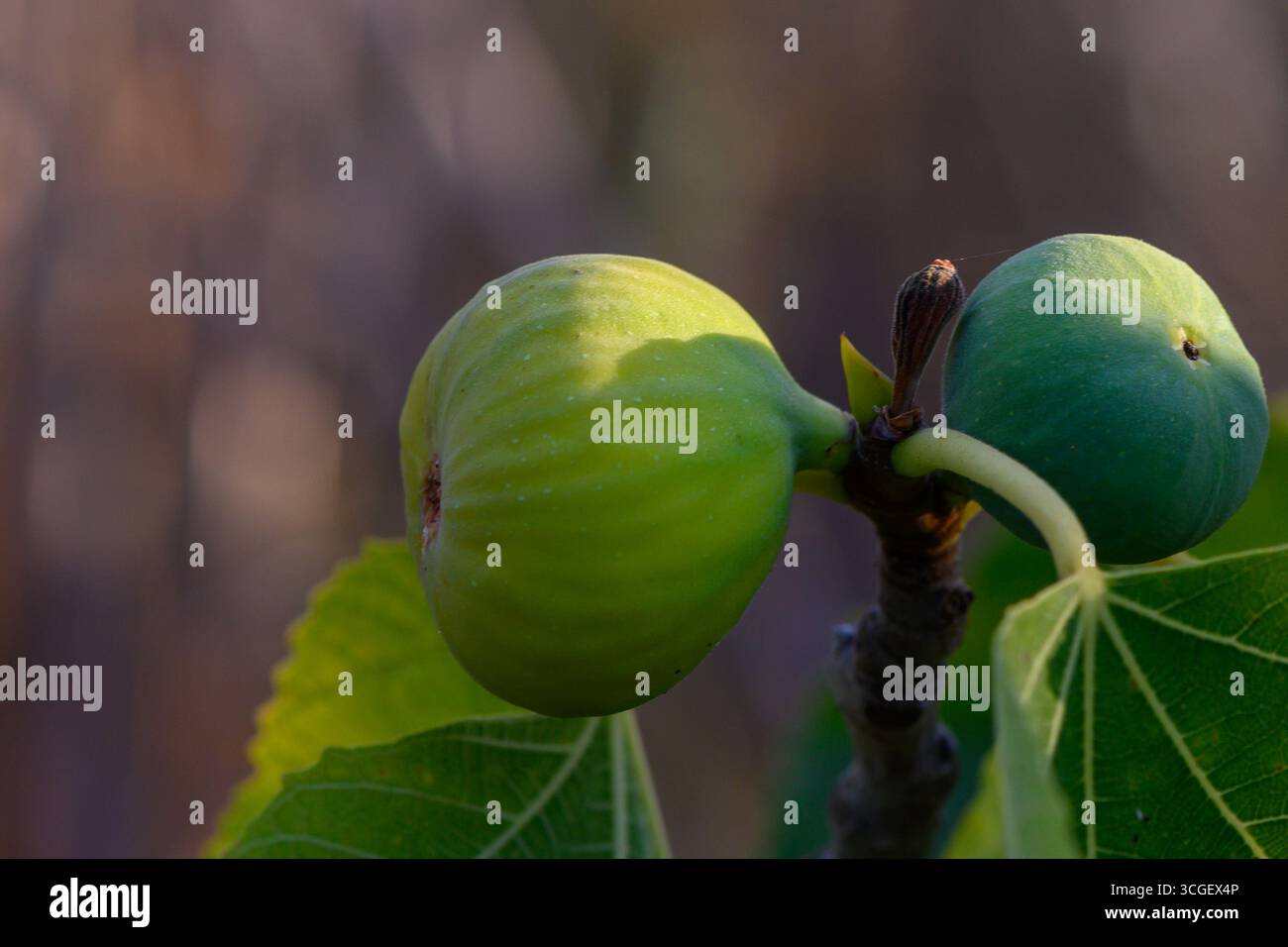 Cyprus orchard photo hi-res stock photography and images - Alamy