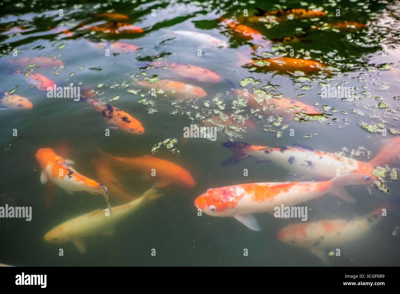 Multi species gathering hi-res stock photography and images - Alamy