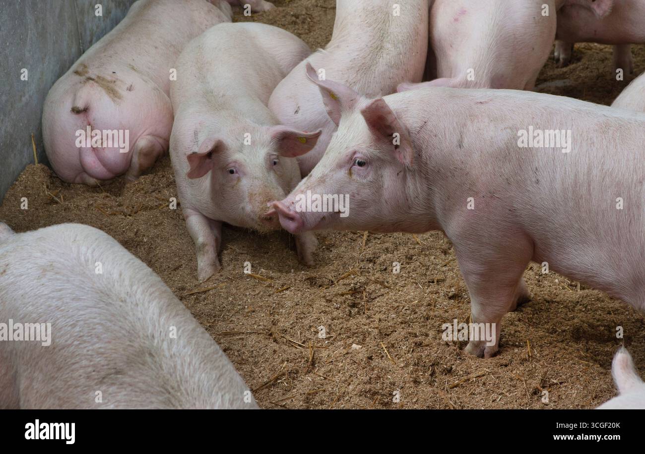 Pig breeding in modern stables in the Netherlands. Pig breeding for ...