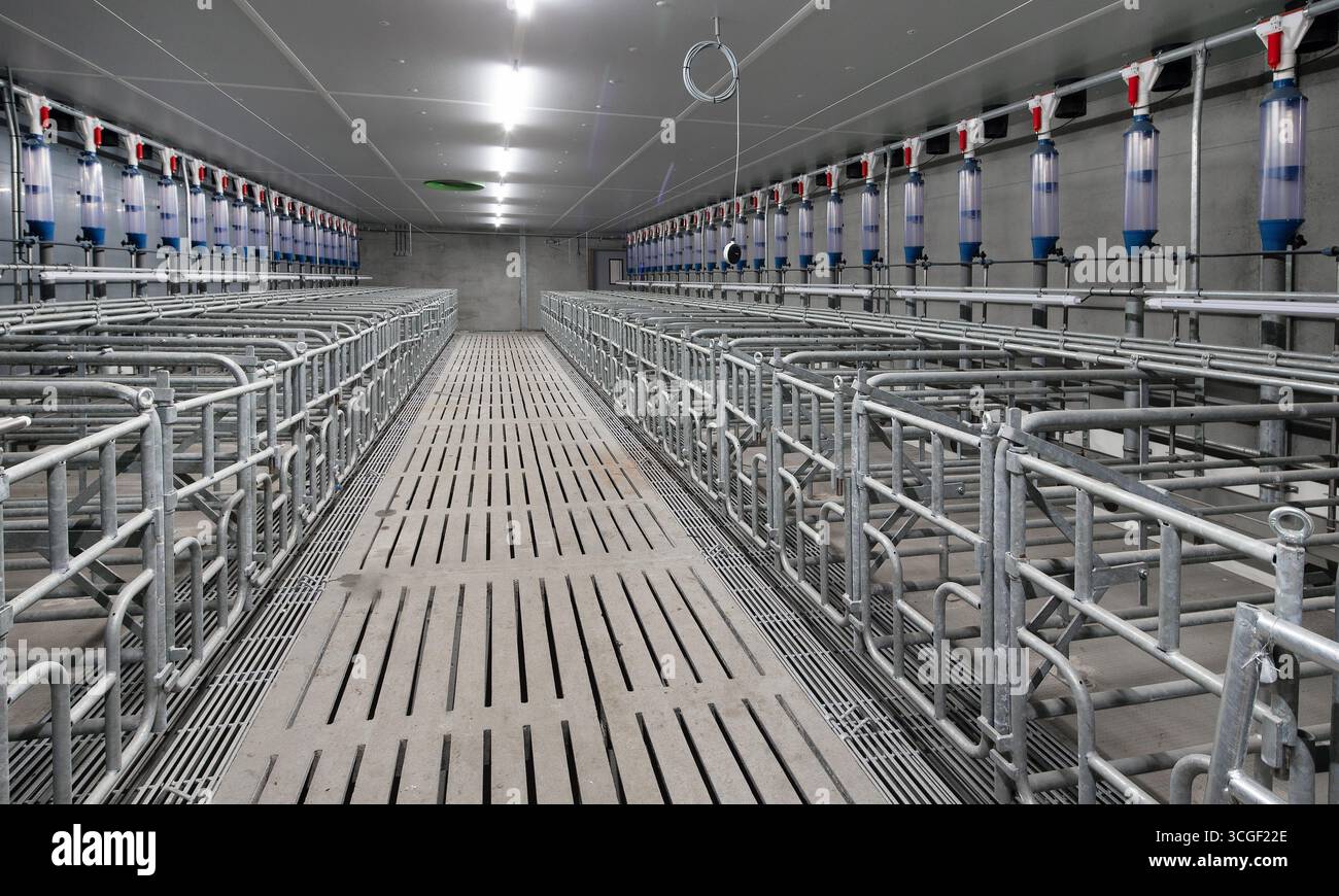 Construction site, new build pig stable. Pig breeding in modern stables ...
