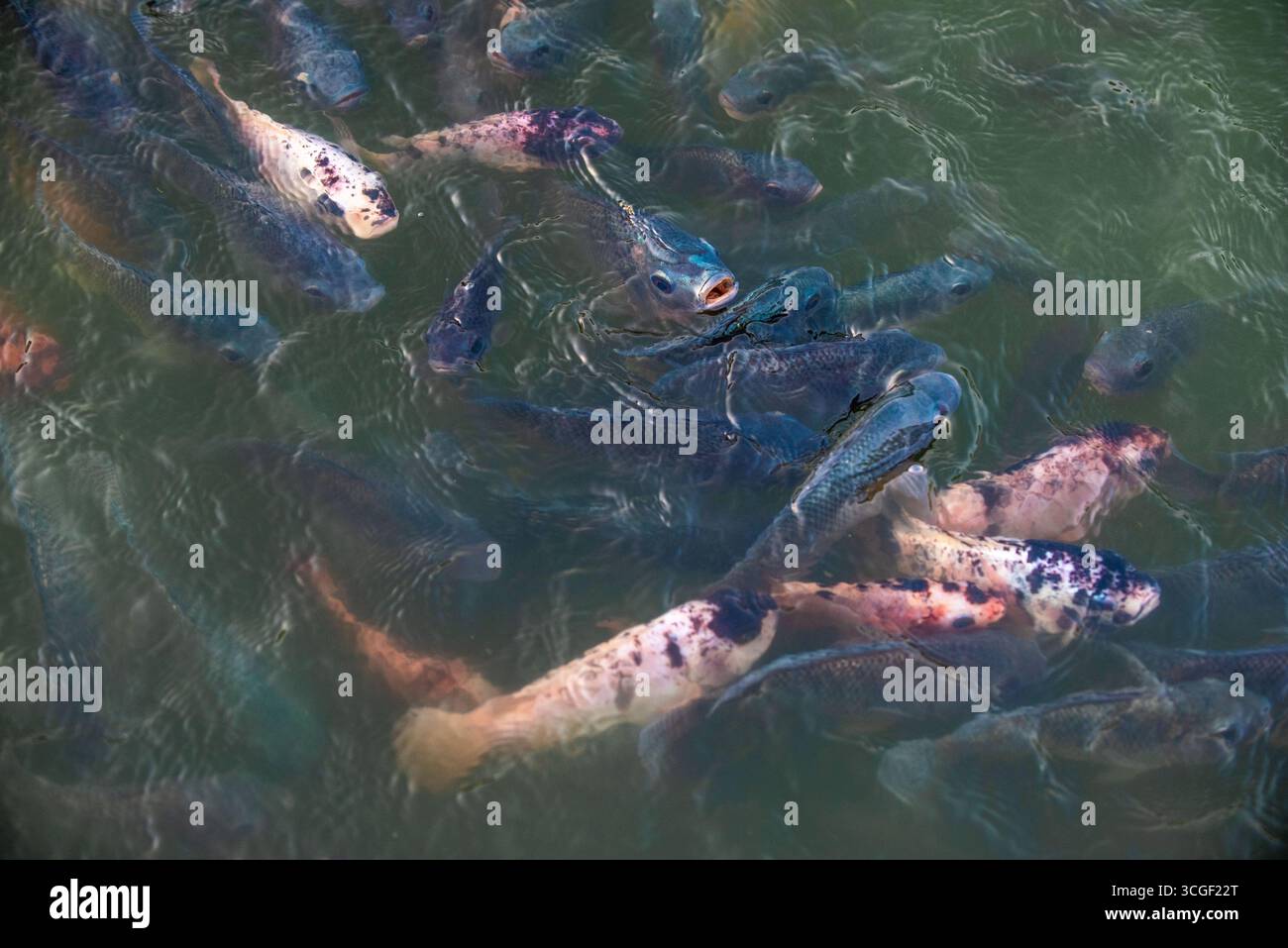 A tranquil scene of blue and white koi fish gracefully swimming in a ...