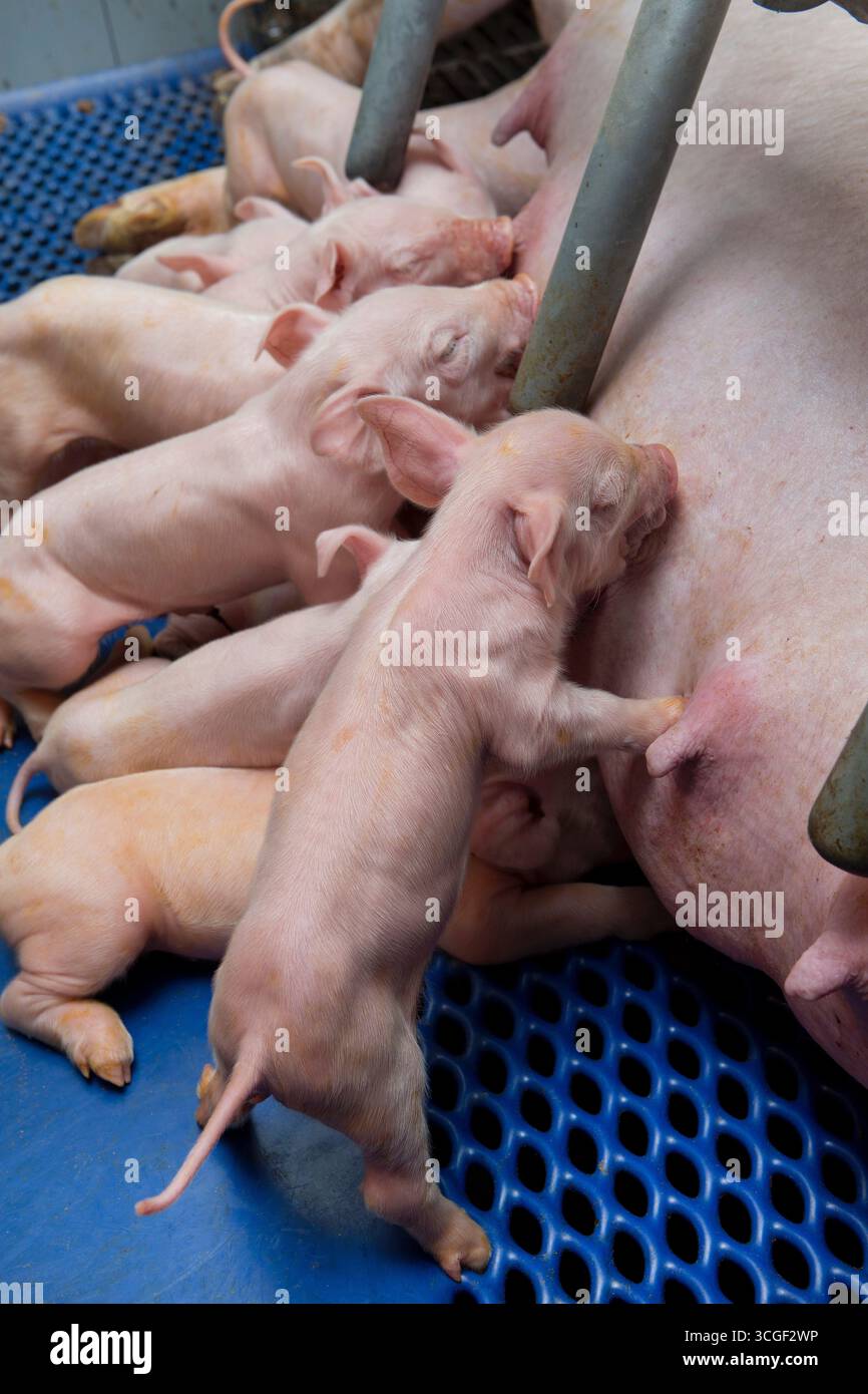 Pig breeding in modern stables in the Netherlands. Pig breeding for ...