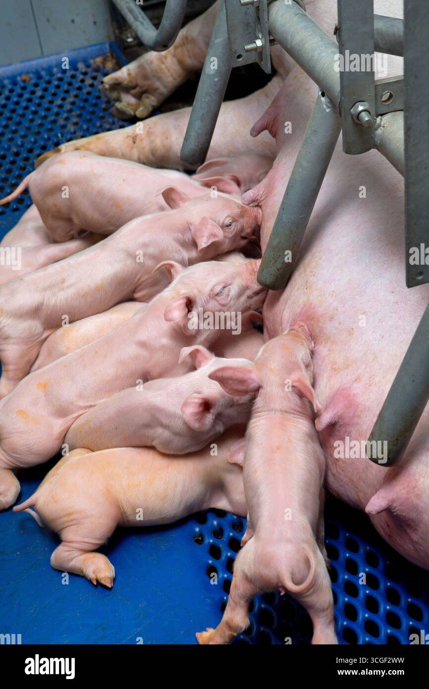 Pig breeding in modern stables in the Netherlands. Pig breeding for ...