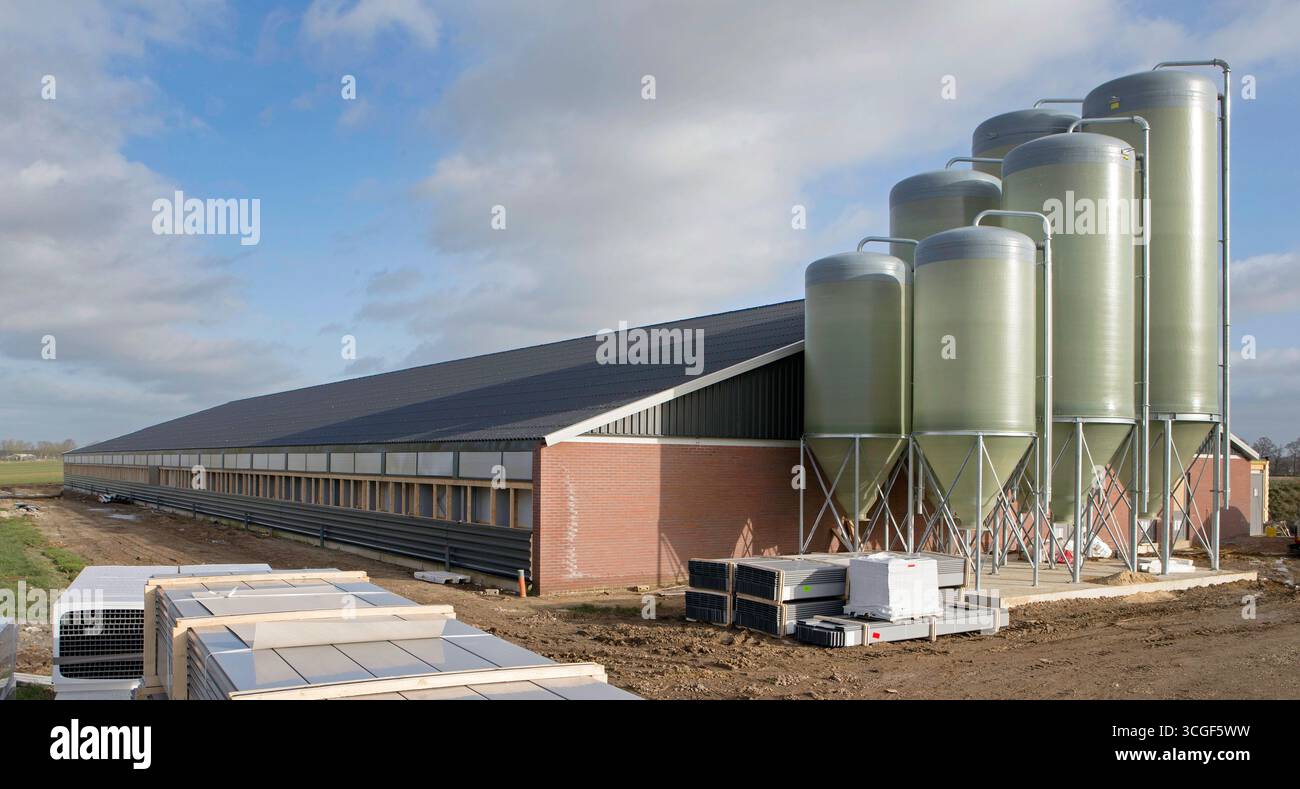 Construction site, new build pig stable. Pig breeding in modern stables ...