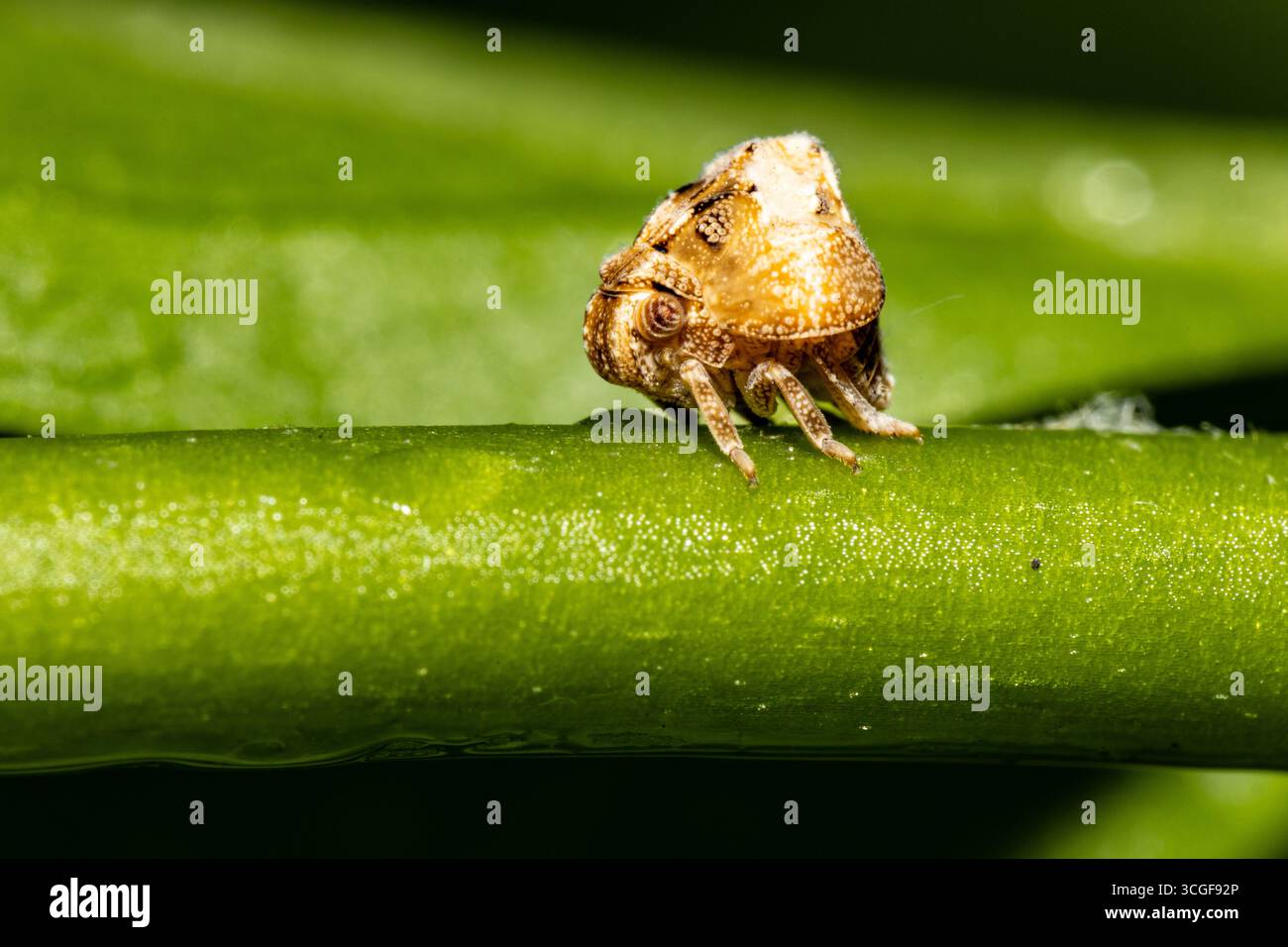 Leafhopper on stem plant hi-res stock photography and images - Alamy