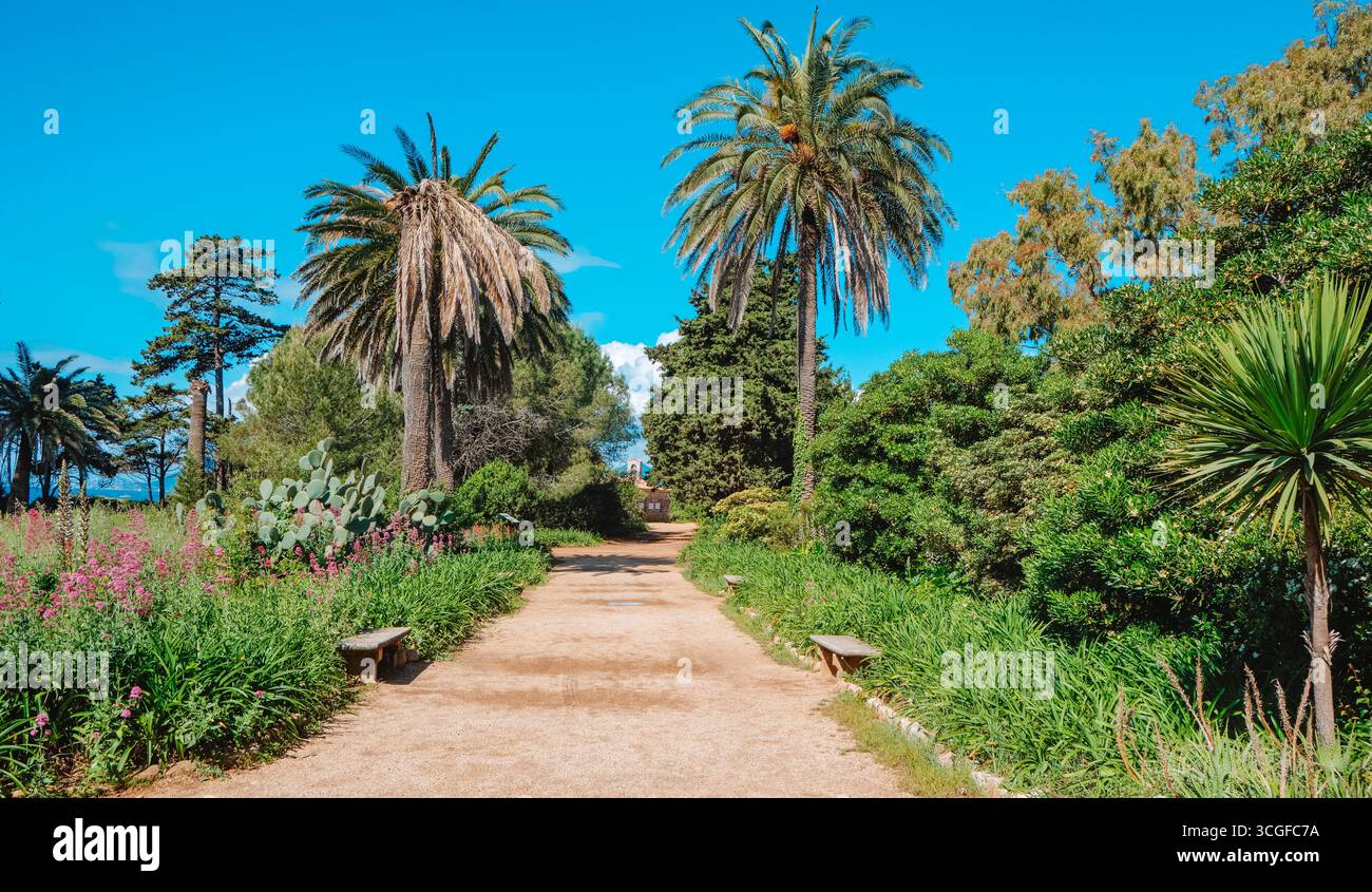 path lined with palm trees and lush greenery on Ile Saint-Honorat in ...
