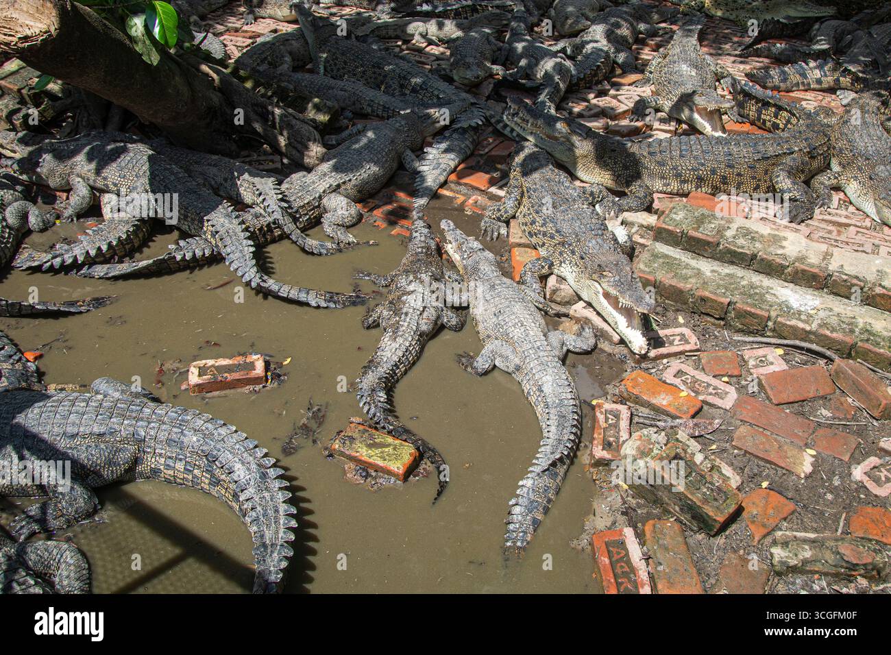 A huddle of crocodiles at a farm in Tumbru, Bangladesh. This unique ...