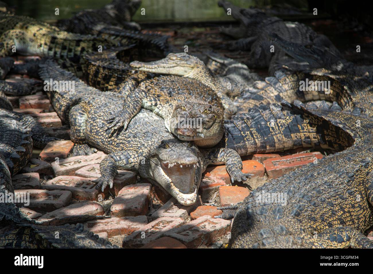 A huddle of crocodiles at a farm in Tumbru, Bangladesh. This unique ...