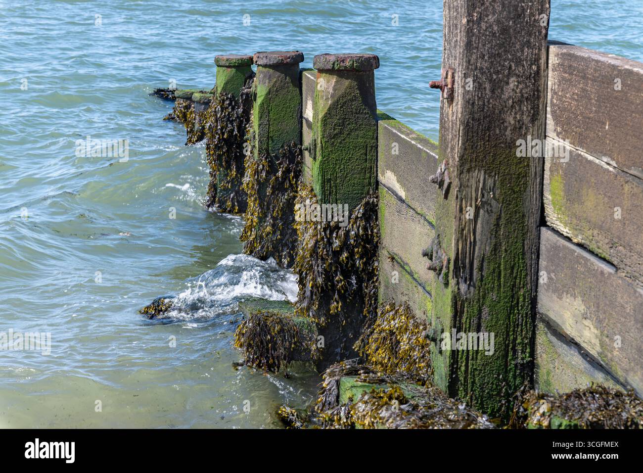 Old wooden groins (or groynes) used to protect the shingle beach from ...