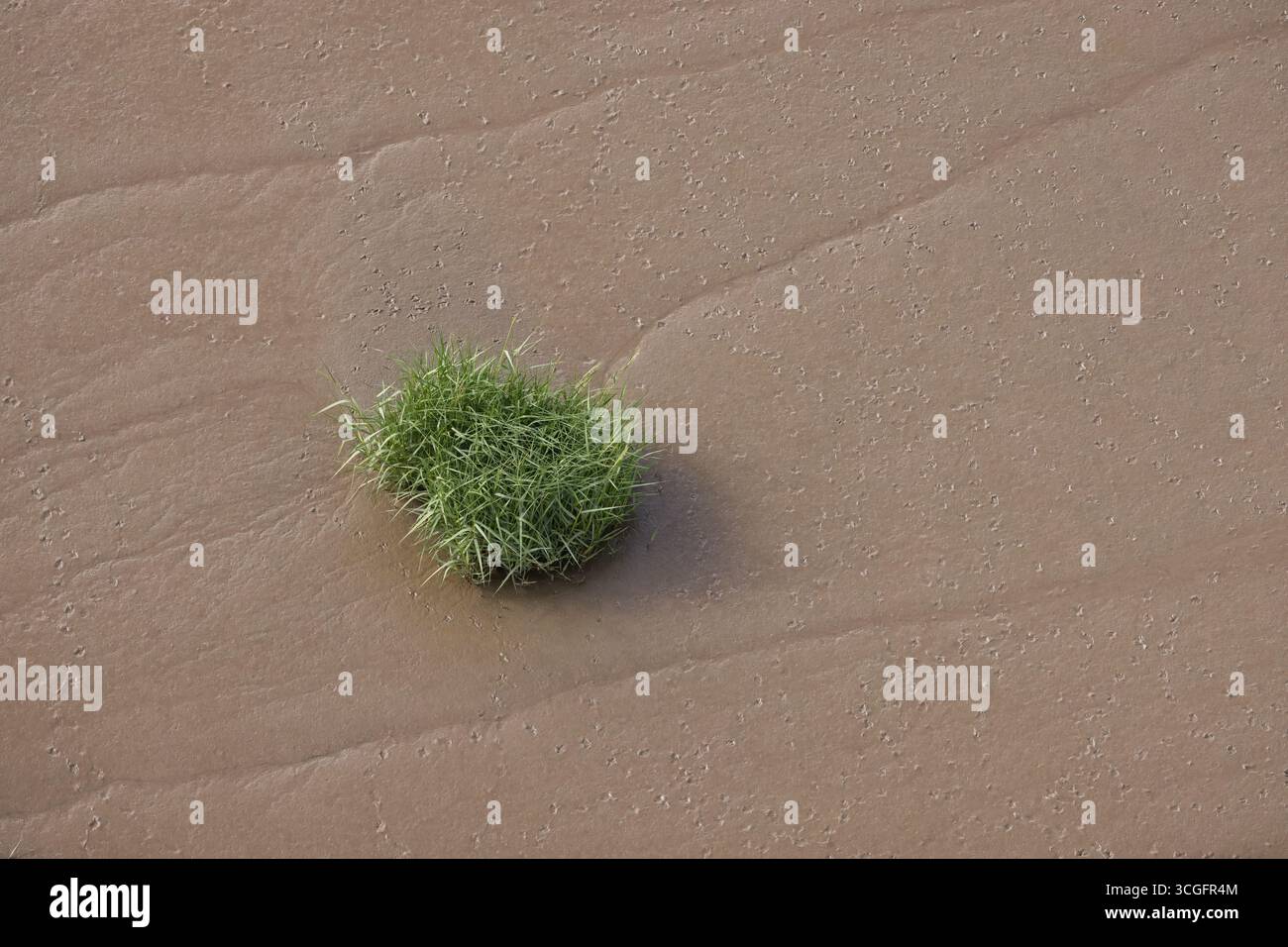 Clump of common cord-grass (Spartina anglica) growing on intertidal ...