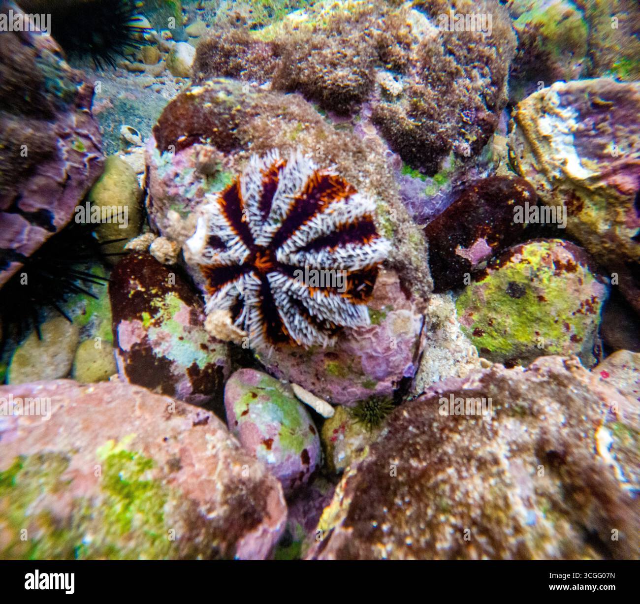 Pincushion urchin hairy tripneustes gratilla hi-res stock photography ...