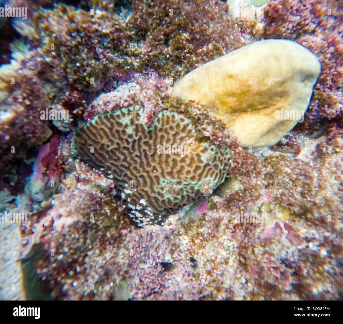 Phylum Porifera (Sponges, Bunga karang, sea sponges) in the sea. sea ...