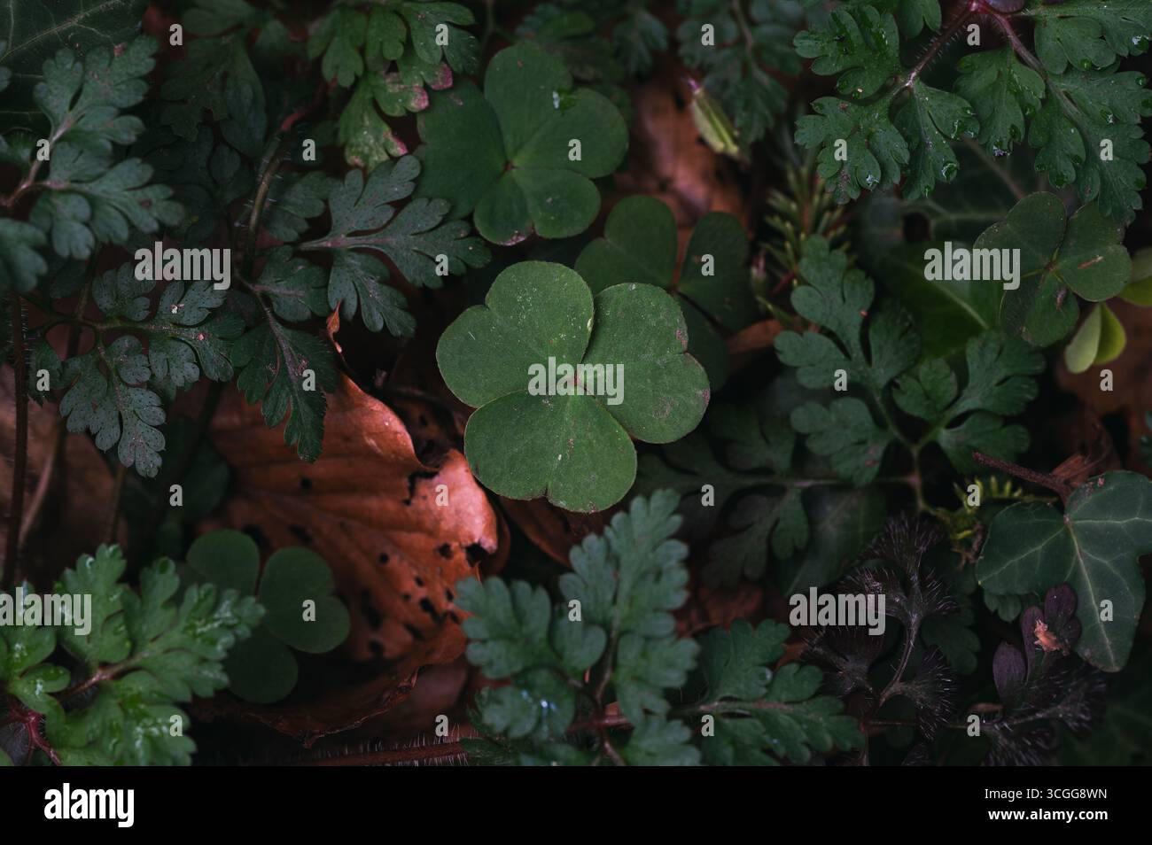 Soft forest floor hi-res stock photography and images - Alamy