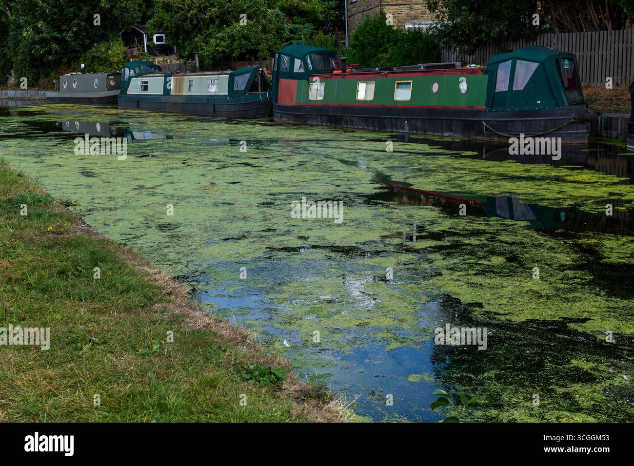Blue green algae in leeds liverpool canal hi-res stock photography and ...