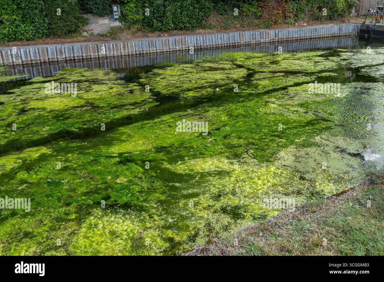 Blue green algae in leeds liverpool canal hi-res stock photography and ...