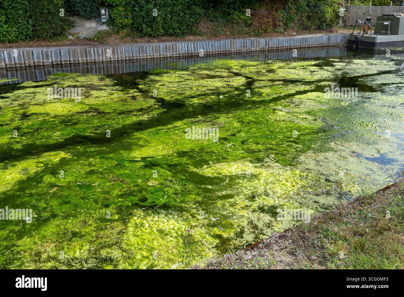 Blue green algae in leeds liverpool canal hi-res stock photography and ...