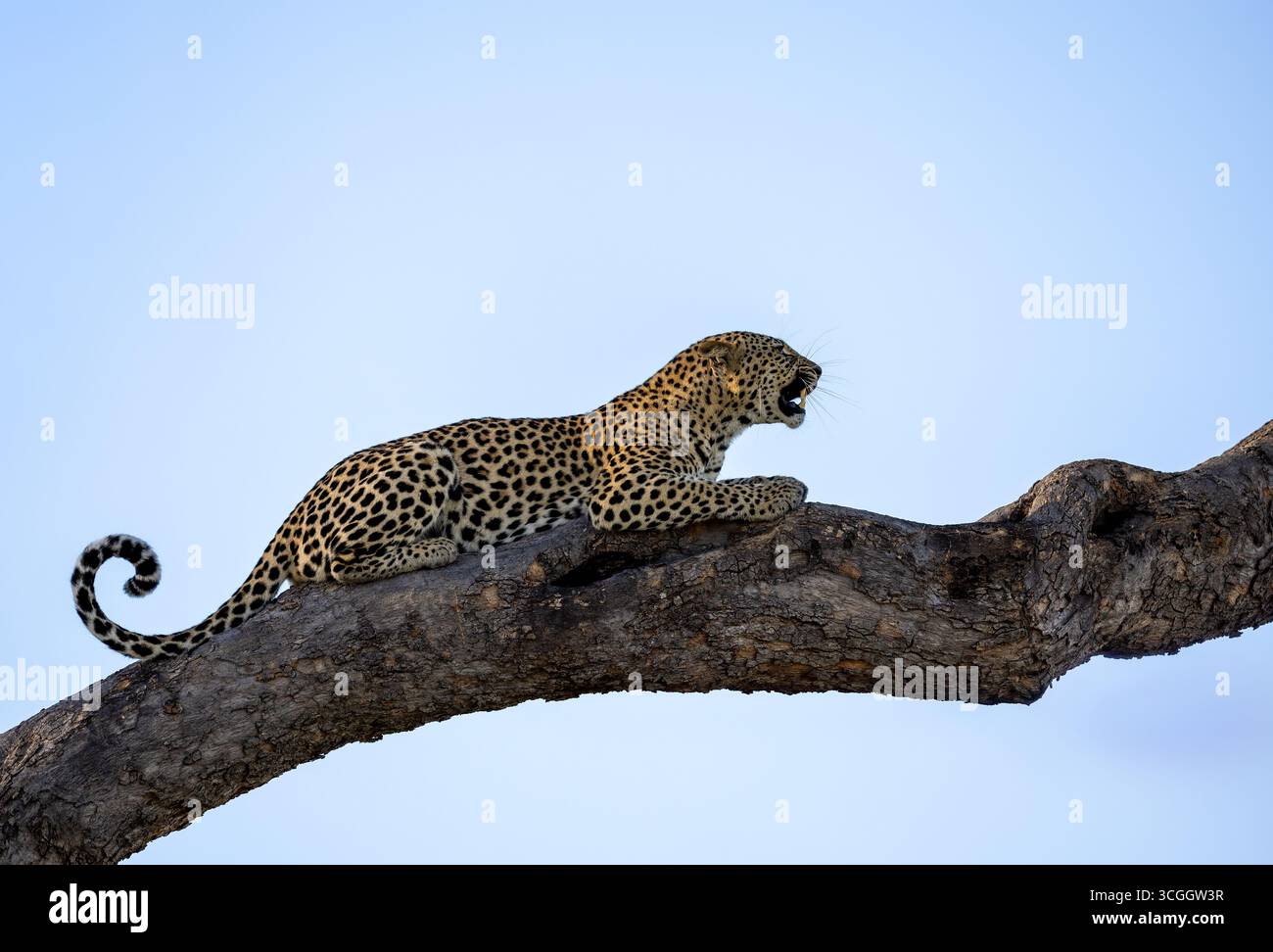 A leopard on a perfect branch, threatening gesture, hissing - Southern ...