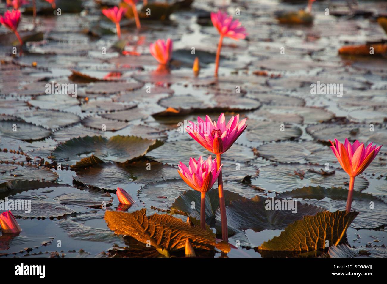 Lotus flower, Nong Han Lake, Udon Thani Thailand, Beautiful Nature ...