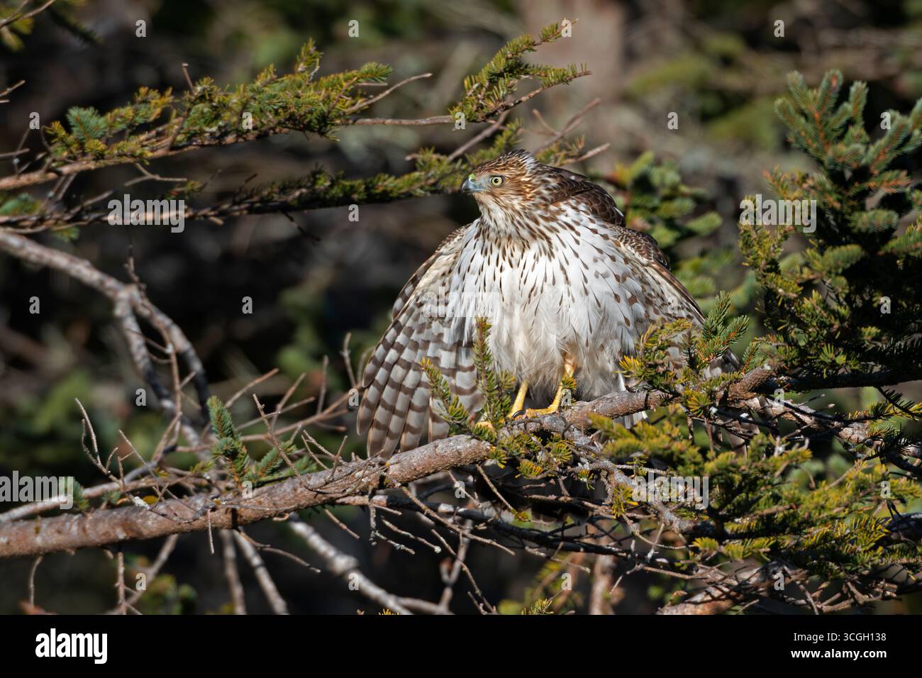 Coopers Hawk (Astur cooperii). January in Acadia National Park, Maine ...