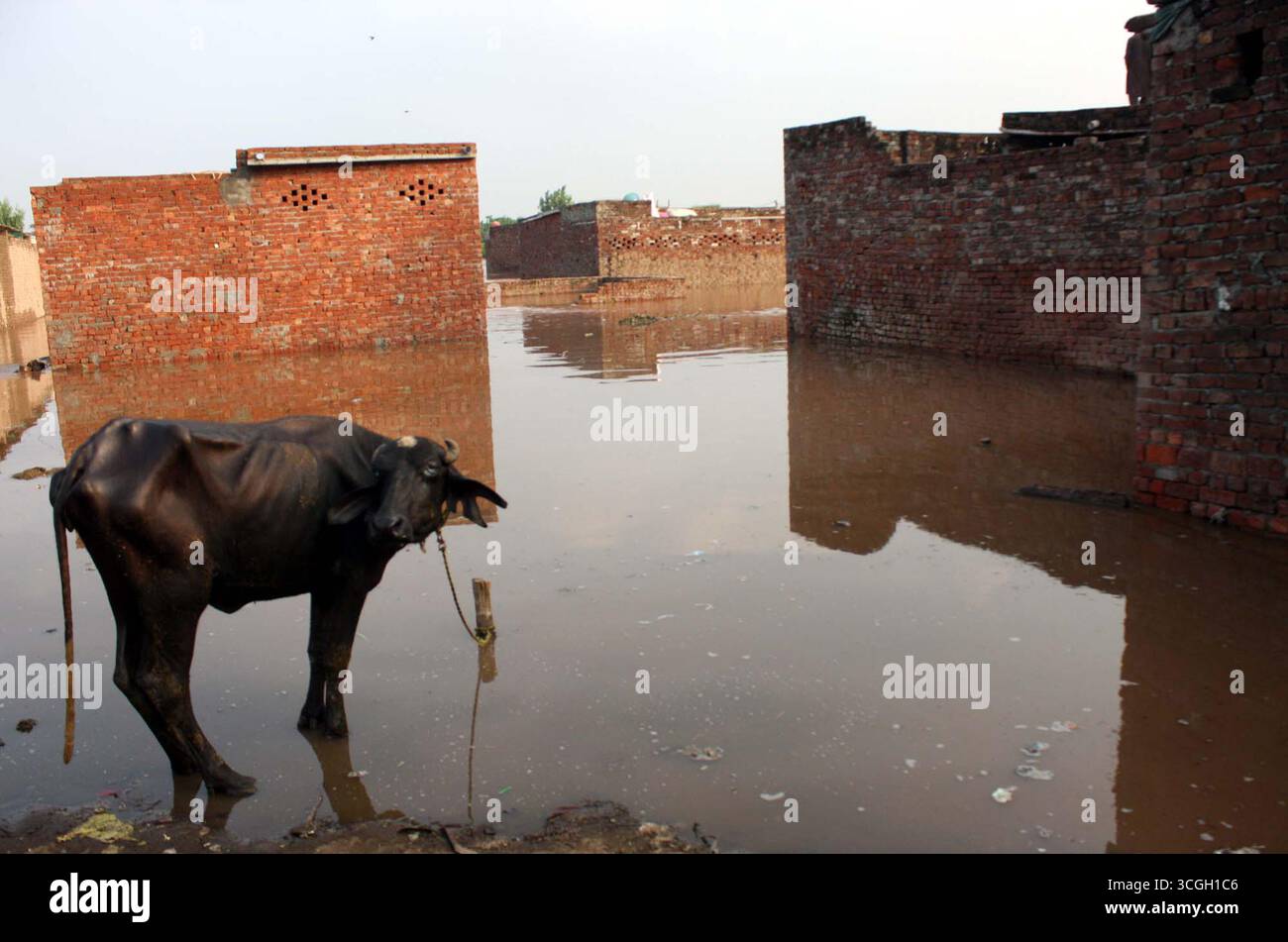 LAHORE, PAKISTAN, AUG 28: View of flood water entered riverside ...
