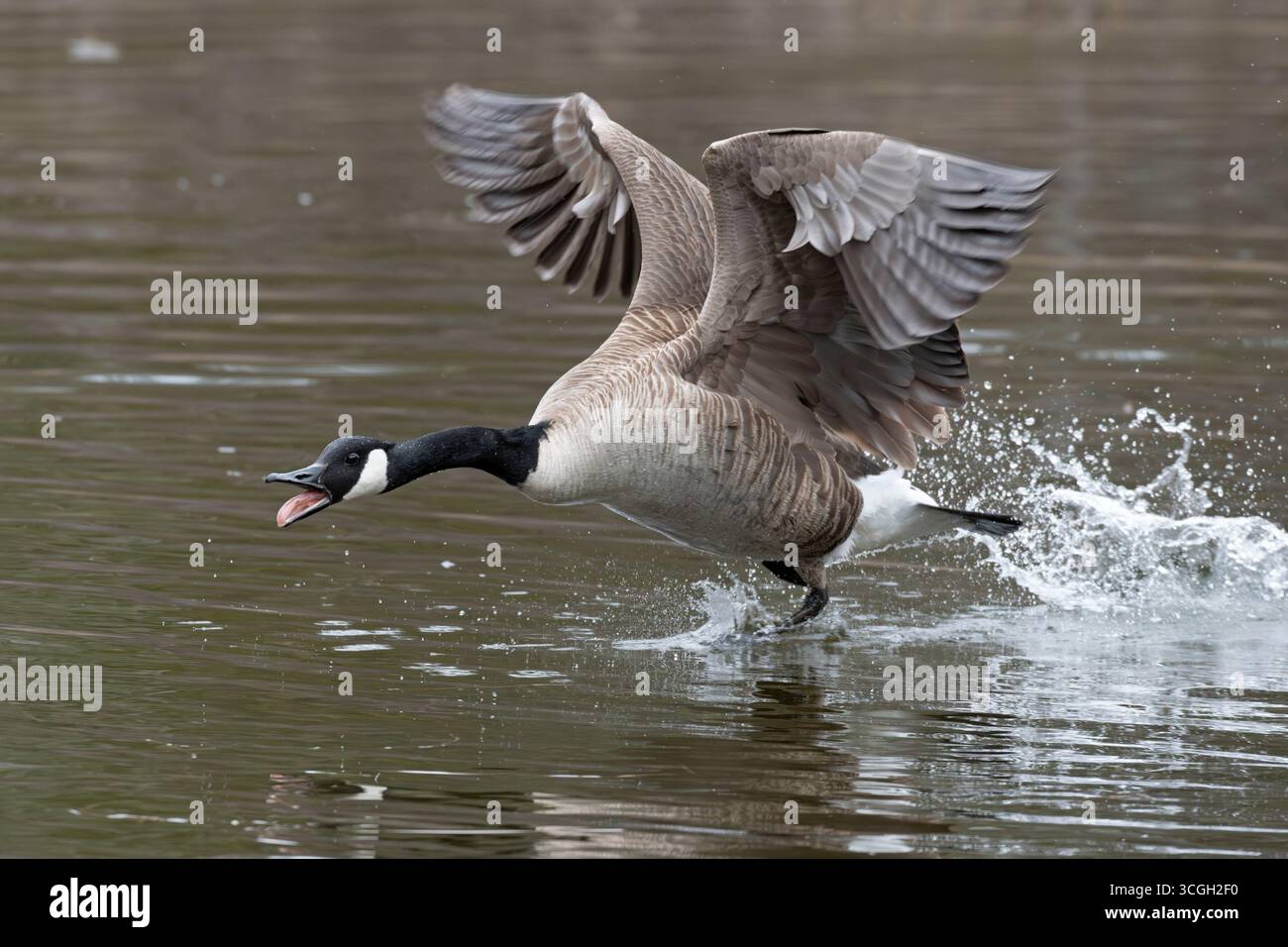 Canada Goose (Branta canadensis) taking off. April in Acadia National ...
