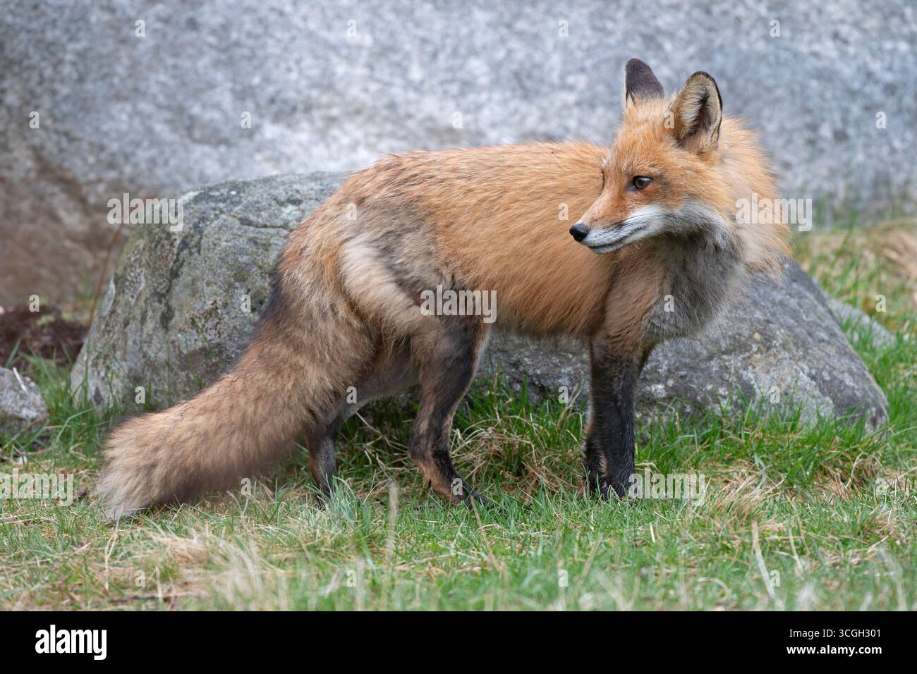 Red Fox (Vulpes vulpes). May in Acadia National Park, Maine, USA Stock ...