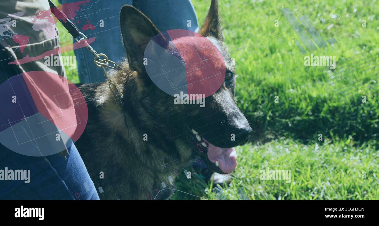 Standing German Shepherd dog panting on sunlit park grass, collared and ...