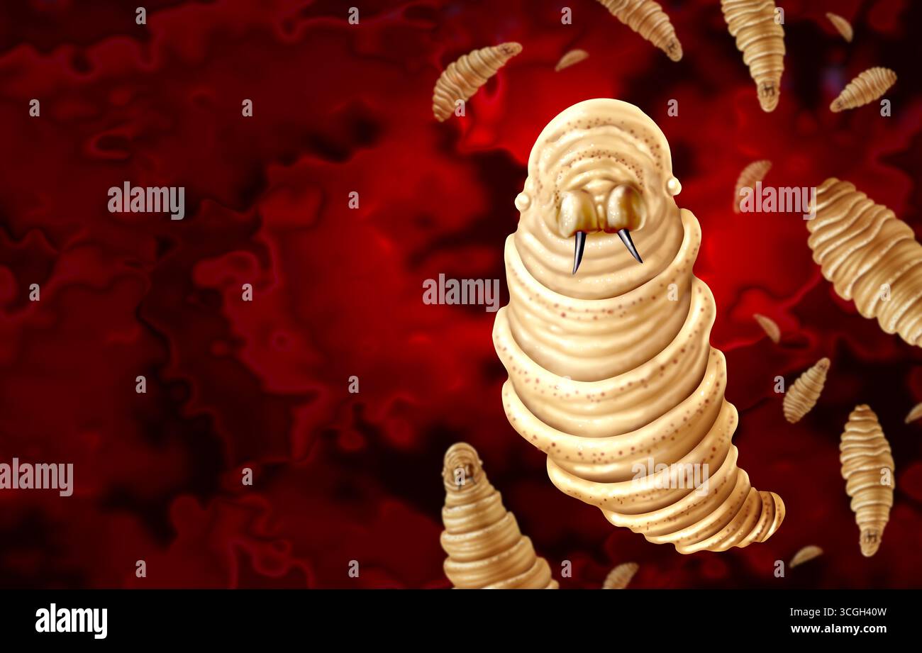 Screwworm Parasite outbreat concept or epidemic as flesh-eating larvae ...
