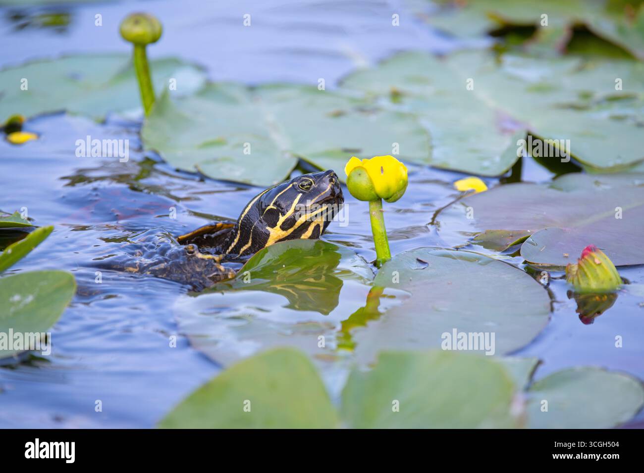 Florida Red-bellied Cooter or Florida Redbelly Turtle (Pseudemys ...