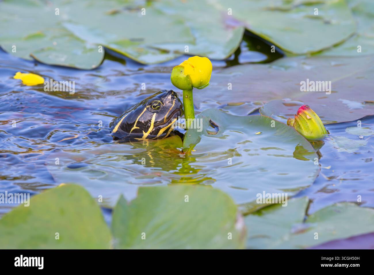 Florida Red-bellied Cooter or Florida Redbelly Turtle (Pseudemys ...