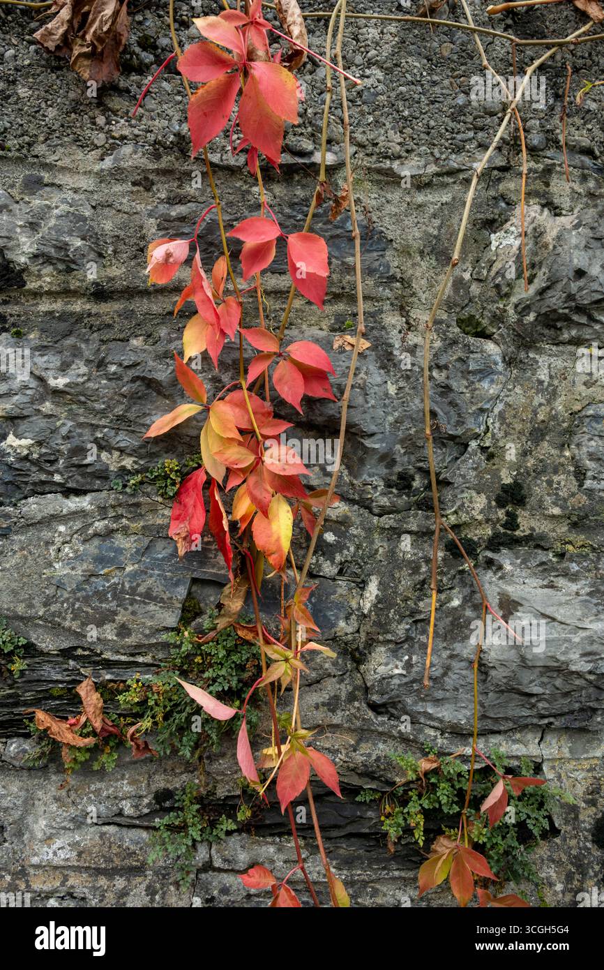 Vines Of Virginia Creeper Turning Red and Orange In Autumn on rock wall ...