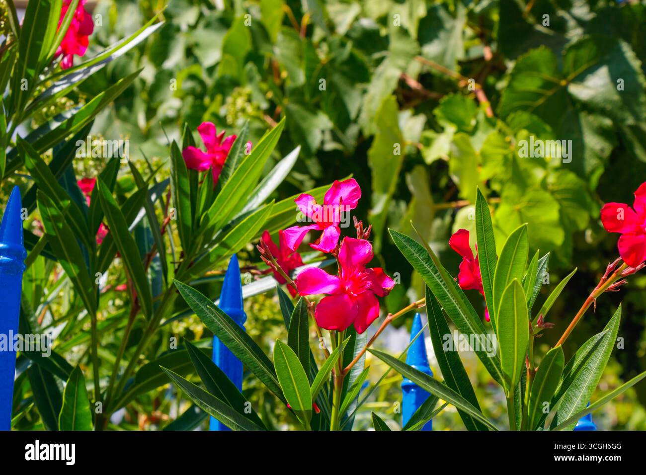 Lush visual display hi-res stock photography and images - Alamy
