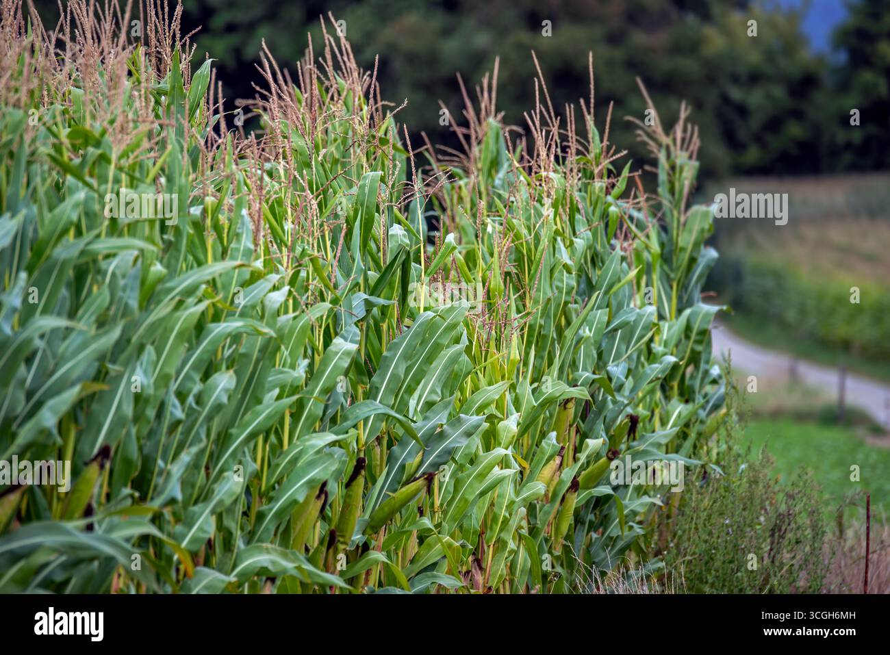 Maizefield / cornfield / field of maize (Zea mays) showing maize stalks ...
