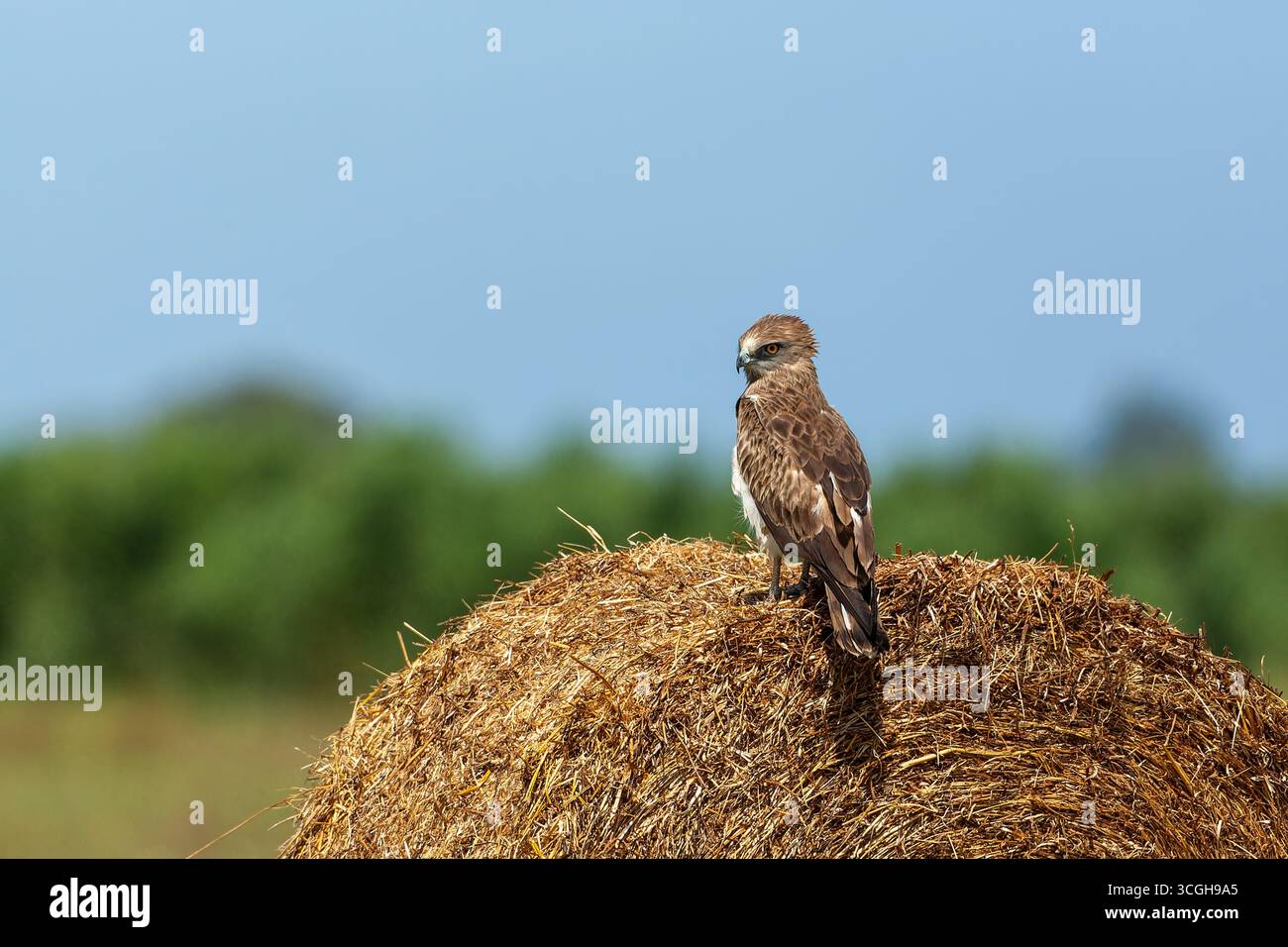 Short-toed snake eagle landing on a hay bale in a field Stock Photo - Alamy