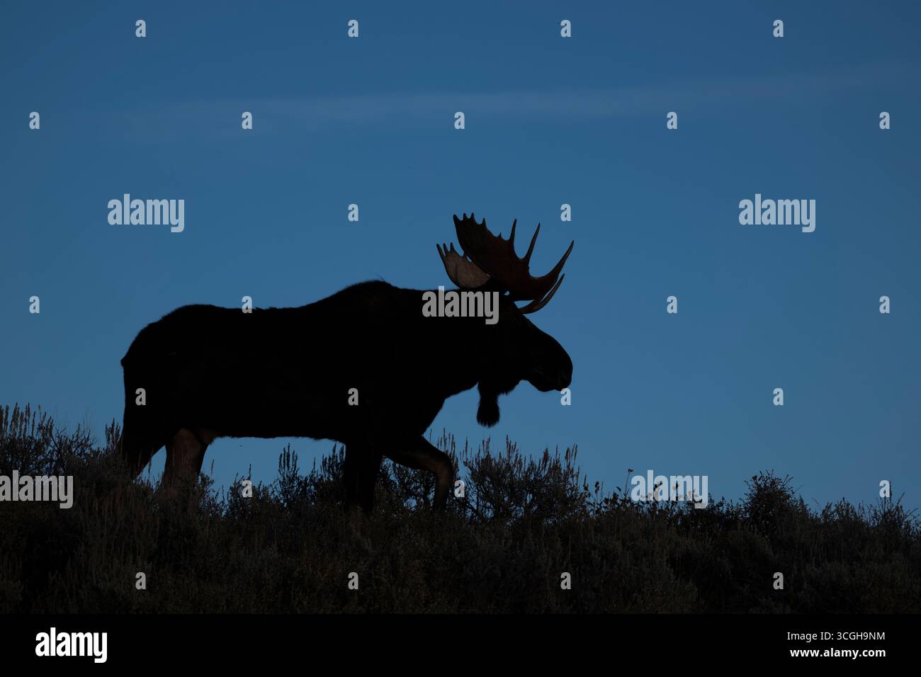 As the sun sets on a beautiful mid-October day, a majestic Bull Moose ...