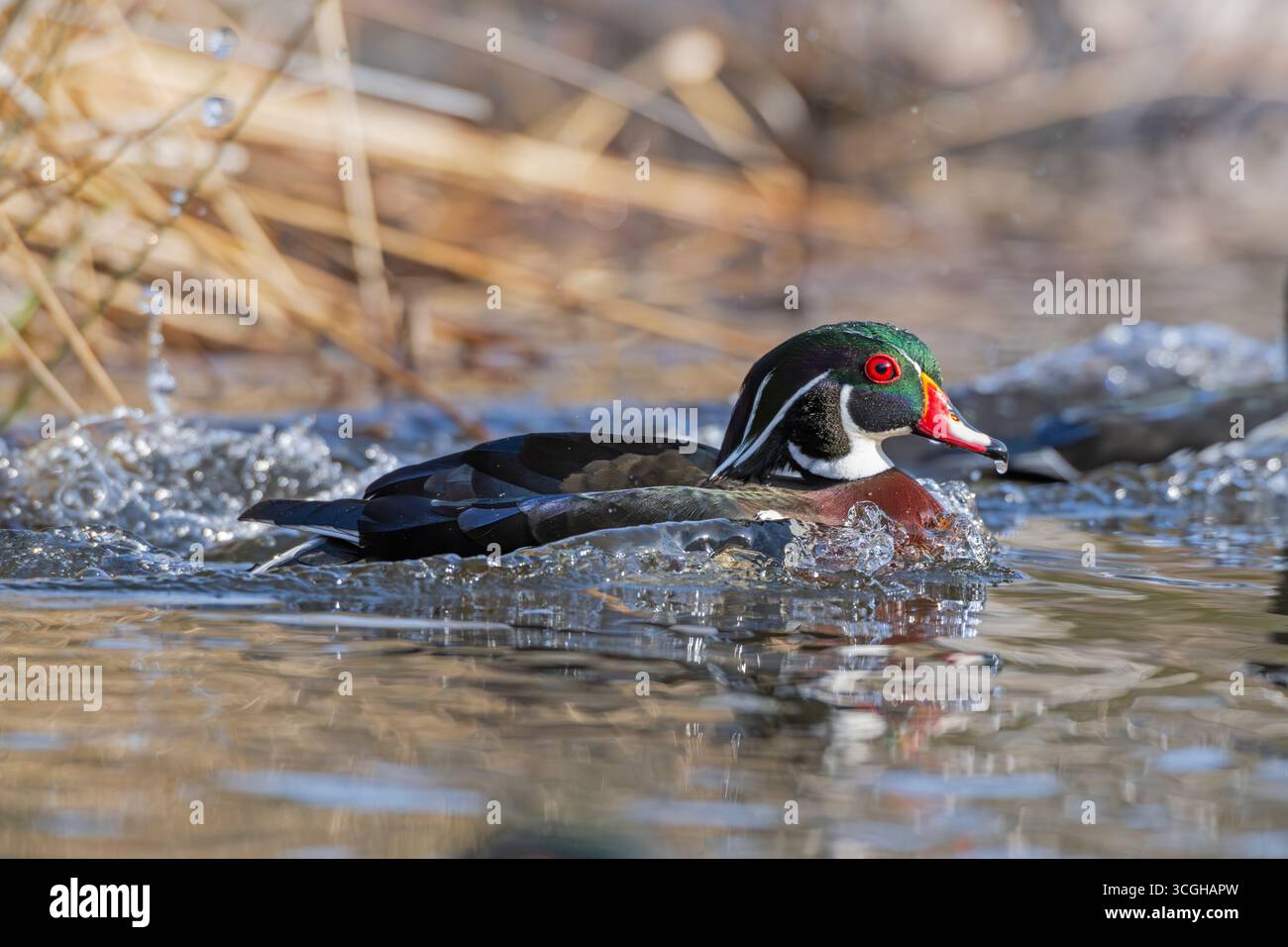 Male Wood Duck (Aix sponsa) in breeding plumage. April in Acadia ...