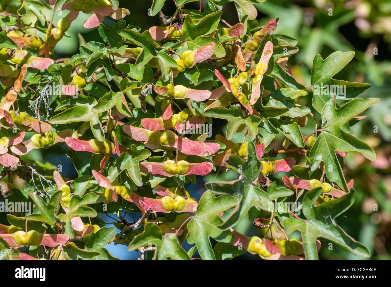 Field maple tree (Acer campestre) with lots of pink and yellow winged ...