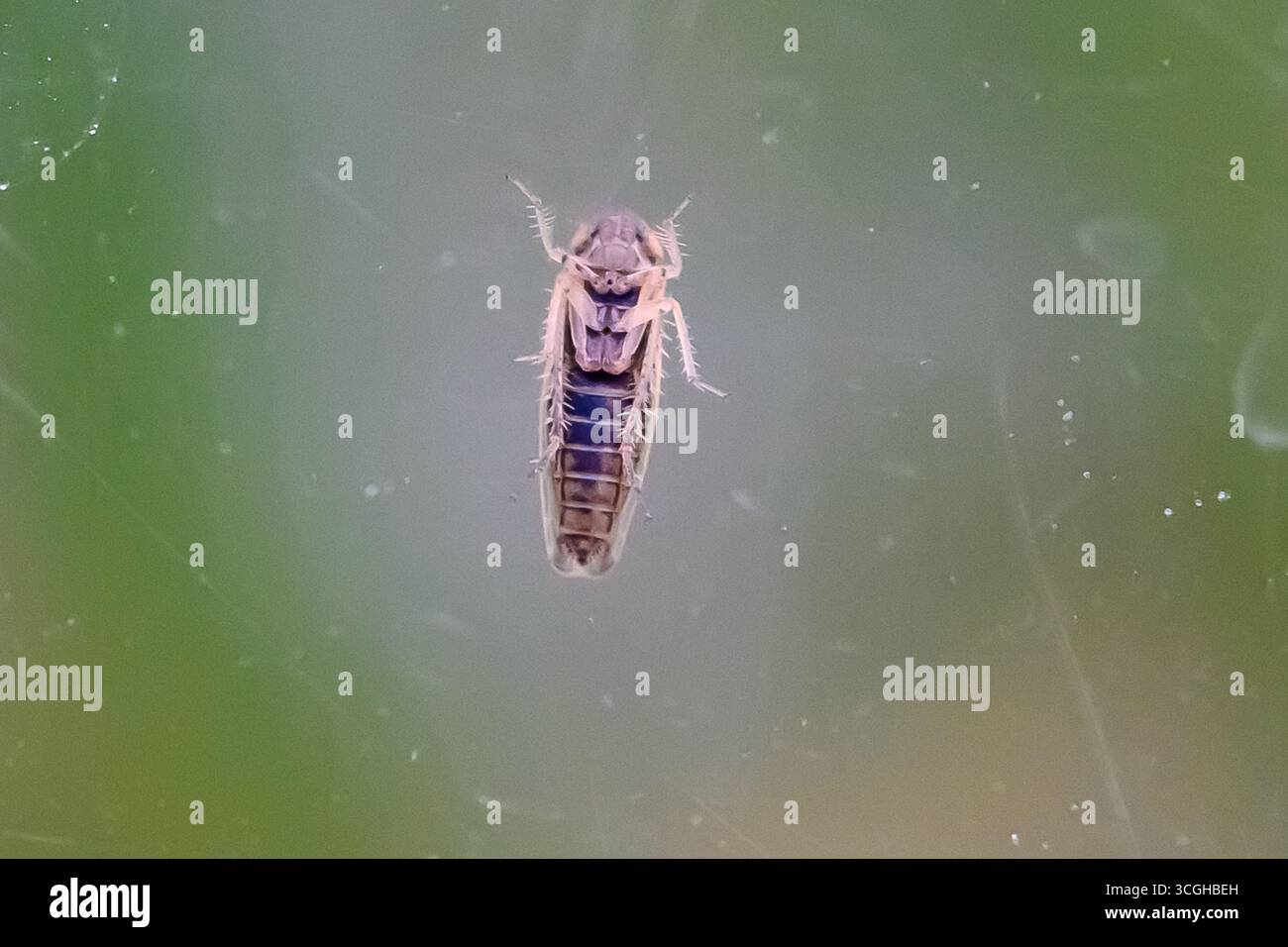 PRODUCTION - 26 August 2025, Saxony-Anhalt, Quedlinburg: A cicada sits ...