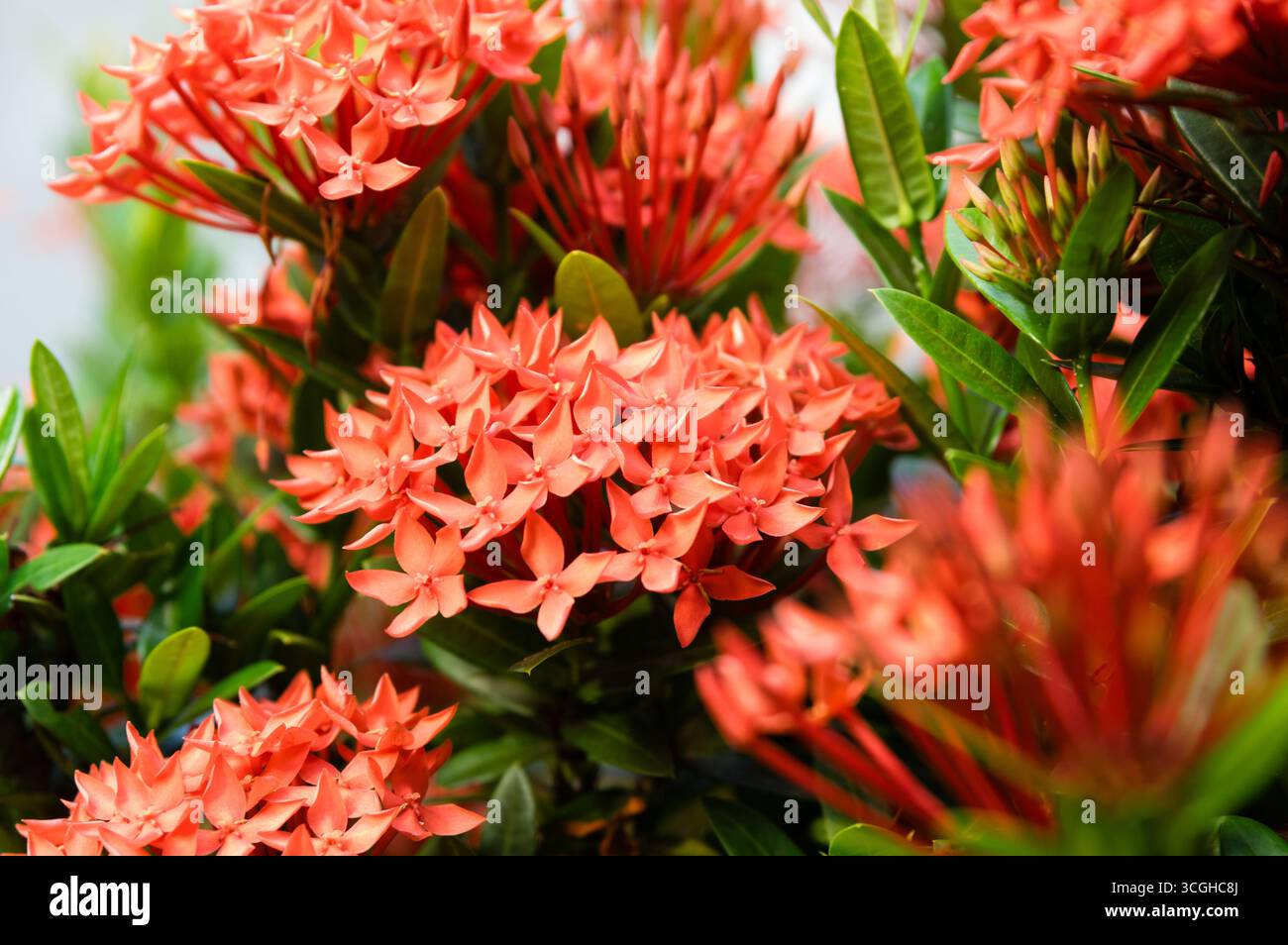 Ixora Coccinea aka Jungle Geranium, red tropical flowers Stock Photo ...