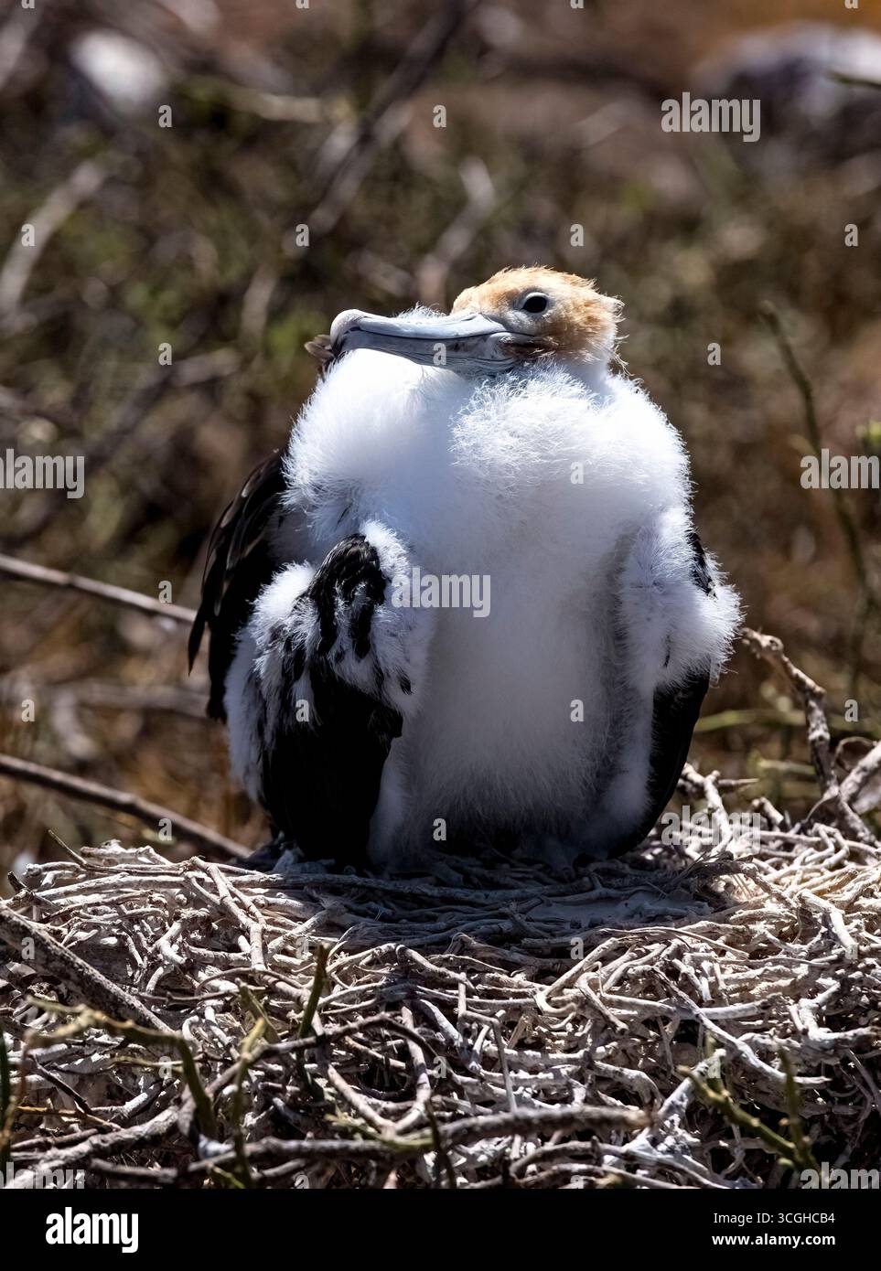 Blue-footed booby chick (Sula nebouxii) on North Seymour Island ...