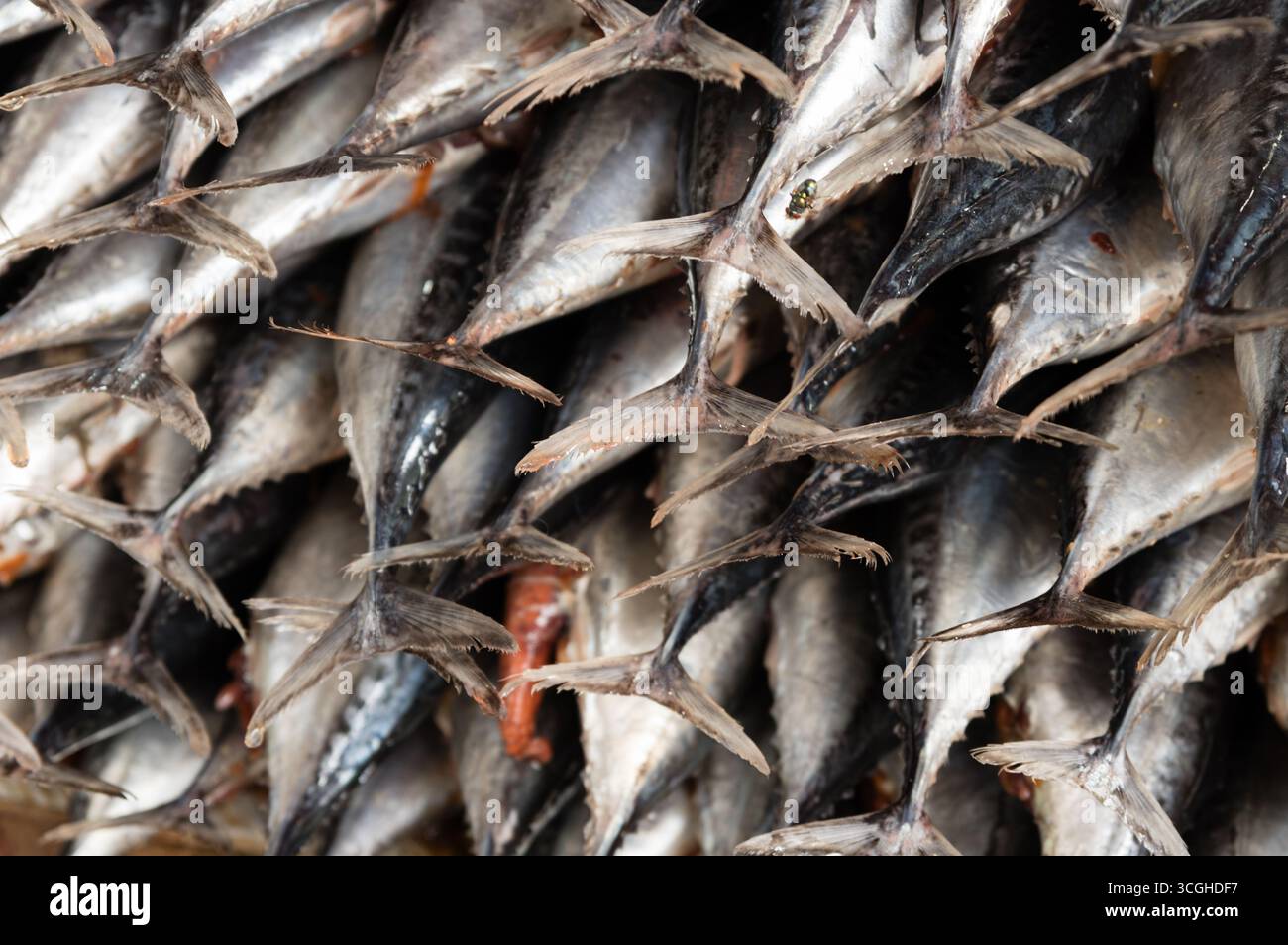 Closeup of a fish tails stacked for sale Stock Photo - Alamy