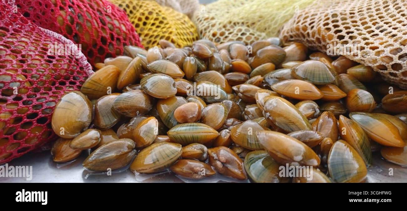 Fatmucket mussels hi-res stock photography and images - Alamy
